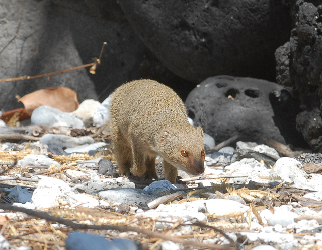 State, feds propose greater mongoose, rodent controls - West Hawaii Today