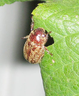 Tropical Gardening Helpline: Remedies to your Chinese rose beetle ...