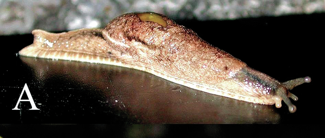 New semi-slug spreading rat lungworm disease - West Hawaii Today