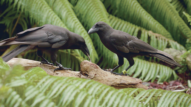 Released Hawaiian crows return to aviary after deaths - West Hawaii Today