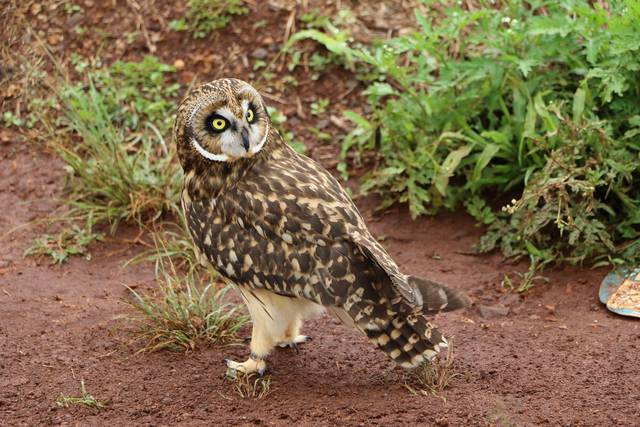Young pueo returns to wild after rehab - West Hawaii Today