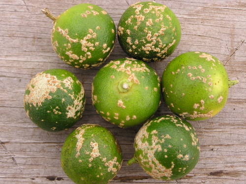 Tropical gardening helpline: How to treat citrus scab - West Hawaii Today