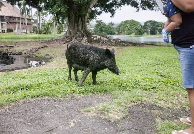 Aggressive pigs becoming nuisance at state parks - West Hawaii Today