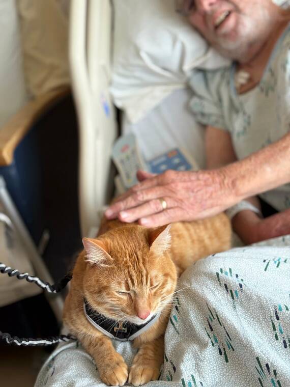Pet therapy cat joins the team at Waimea hospital - West Hawaii Today